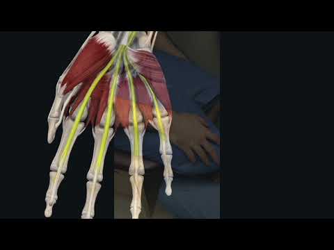 Hand and Wrist Functional Anatomy