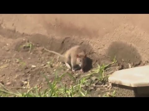Potentially deadly disease spread by rats on the rise in NYC