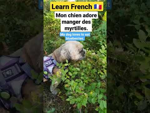 I walk my dog in the forest. 🐕🌲 | Learn and Speak French with us 🇨🇵