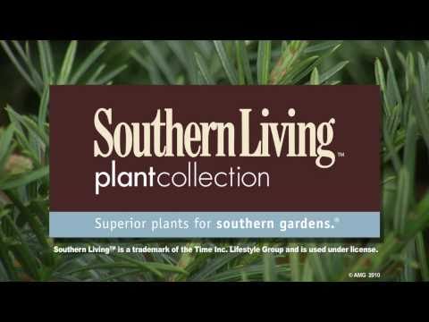 Yewtopia Plum Yew is THE Heat Tolerant, Drought Resistant, Shade Loving Hedge Plant for Your Garden