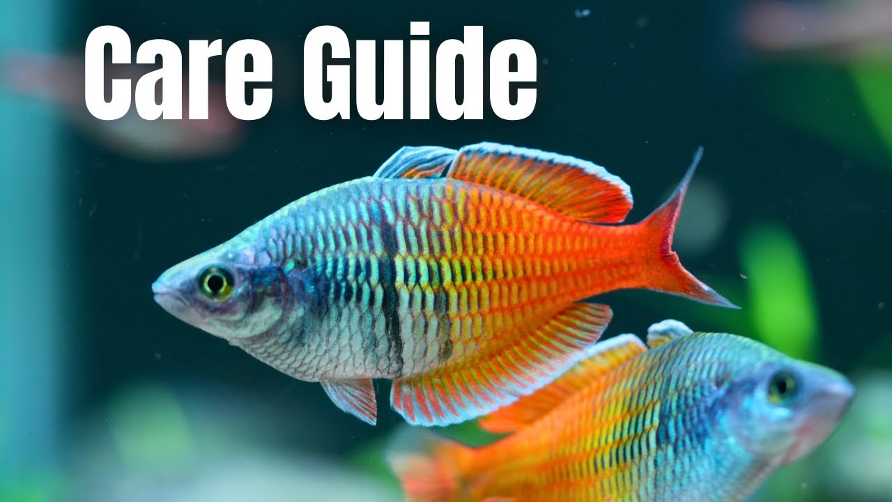 Boesemani Rainbowfish Care Guide: Everything you need to know about keeping these gorgeous fish