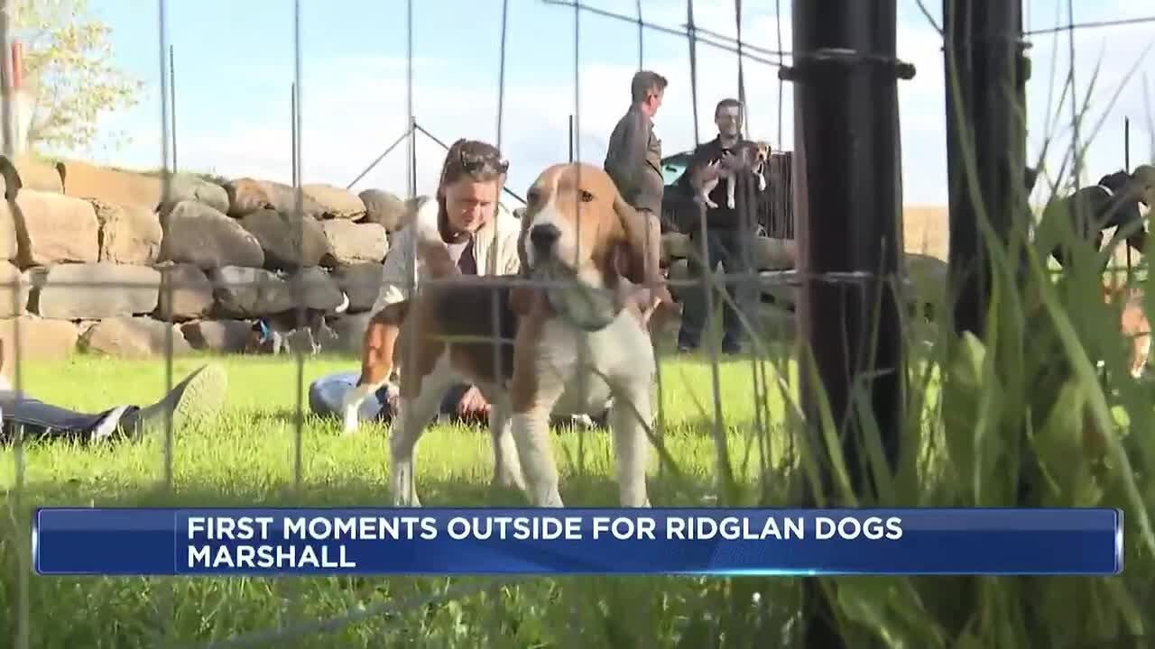 First dogs leave Ridglan Farms, touch grass for first time as 1,500-dog transfer begins