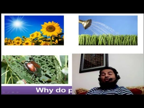 Are plants living things? Urdu\Hindi