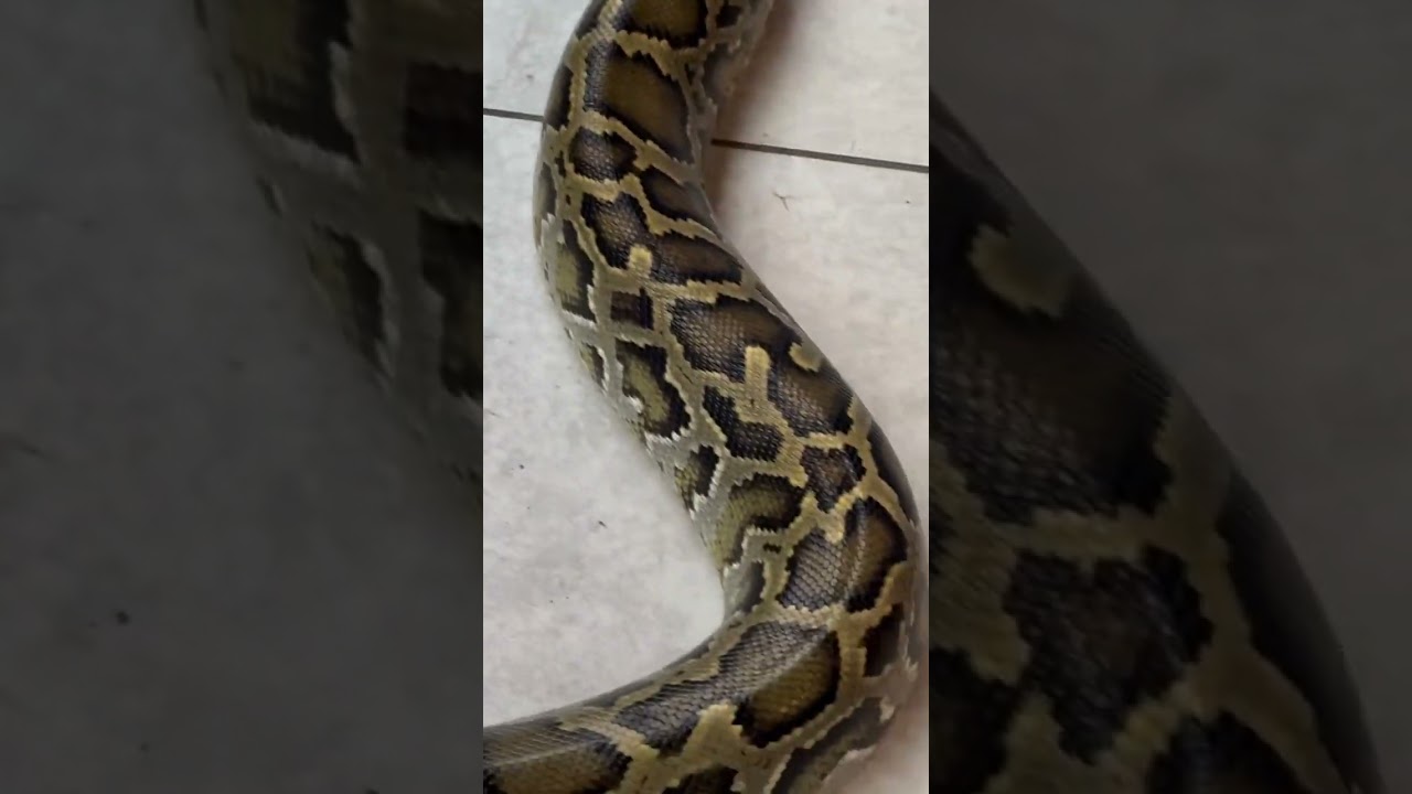 Burmese pythons as hands down one of the best snakes you’ll ever see #snakes #python #reptiles