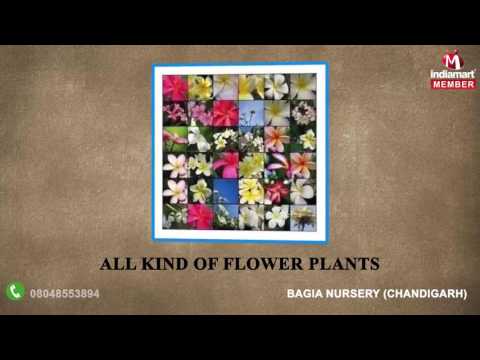 Flower and Shrub Plants | Flower Pots in Chandigarh | Bagia Nursery ...