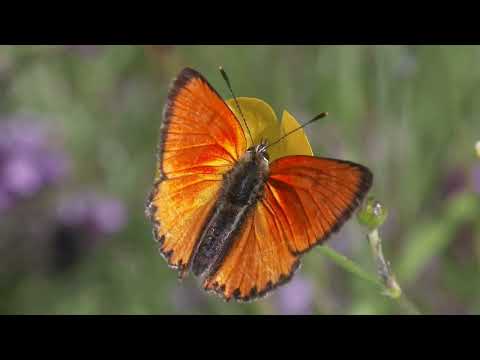 "Gossamer-Winged Beauties: Discover the Fascinating World of Lycaenidae Butterflies"