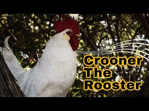Crooner The Rooster (Official Music Video) | JBP500