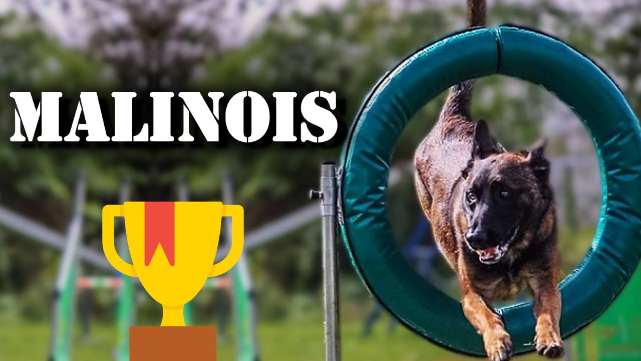MALINOIS - The most trainable dog breed?