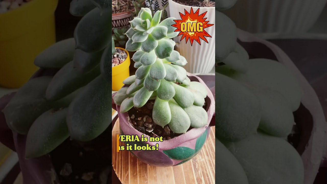 Your plant needs help! #texassucculentgrower #plantlovers #easyplantcare