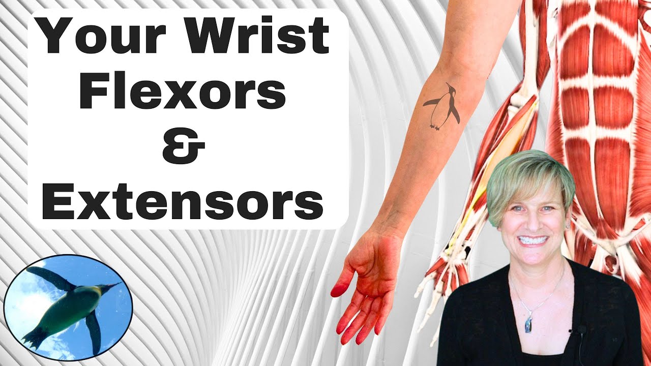 Wrist Flexor and Extensor Muscles | A&P Basics 🐧🤷‍♀️