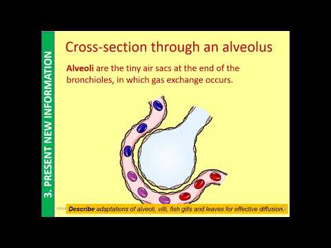 B1 Diffusion with Biological Examples