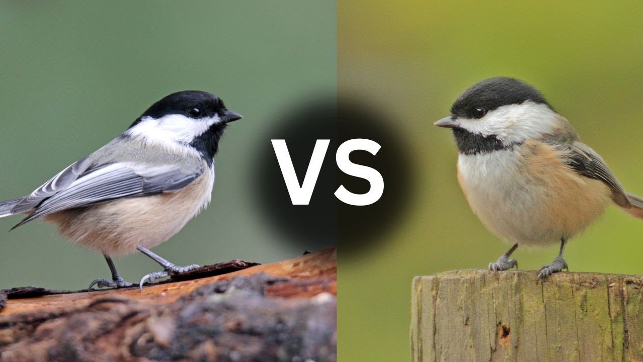 Most Birders Get This Wrong: Black Capped Chickadee vs Carolina Chickadee