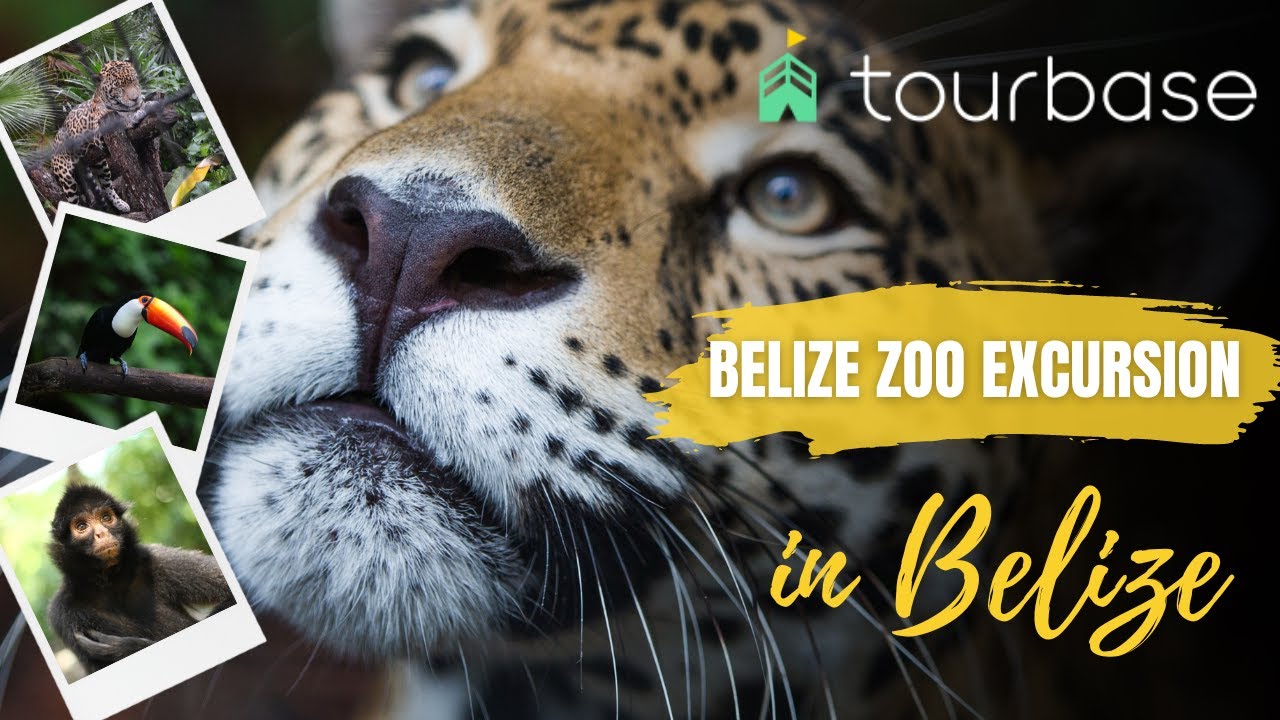 Belize Tourbase - Belize Zoo Excursion