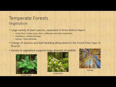 Physical Factors of Temperate Forests
