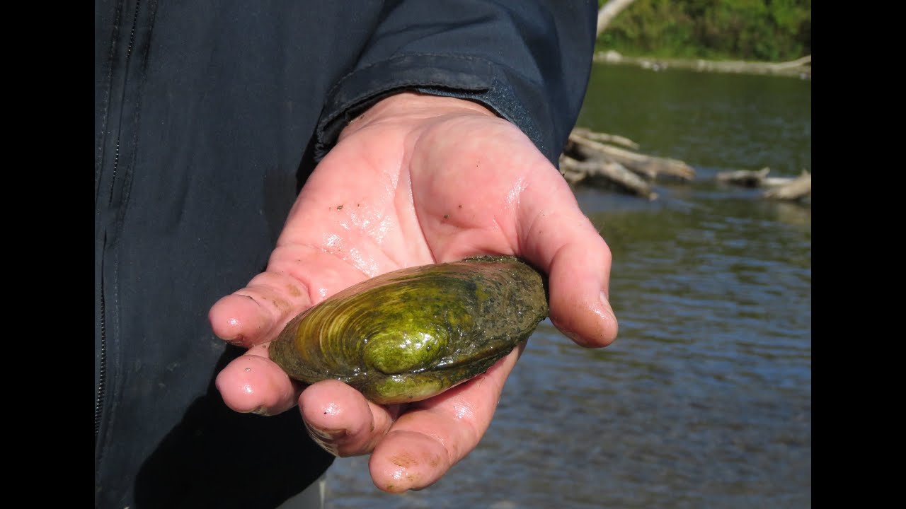 Thames River Mussel Research