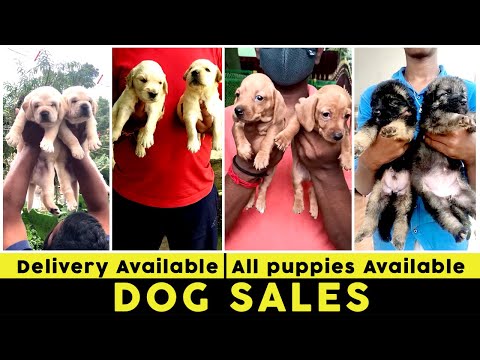 Dogs for Sales | All Puppies Available | Cash on Delivery | Dog Kennels in Chennai | Video Shop