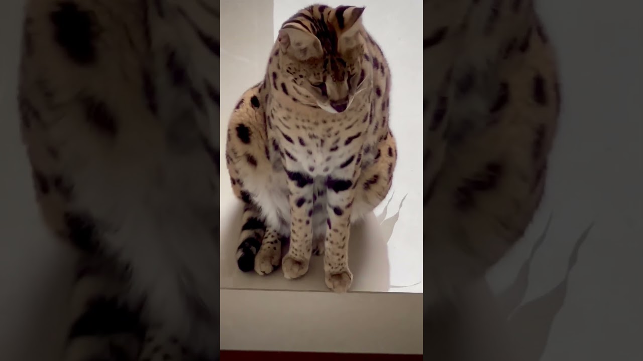 #servals #cat #catlover #cute #serval