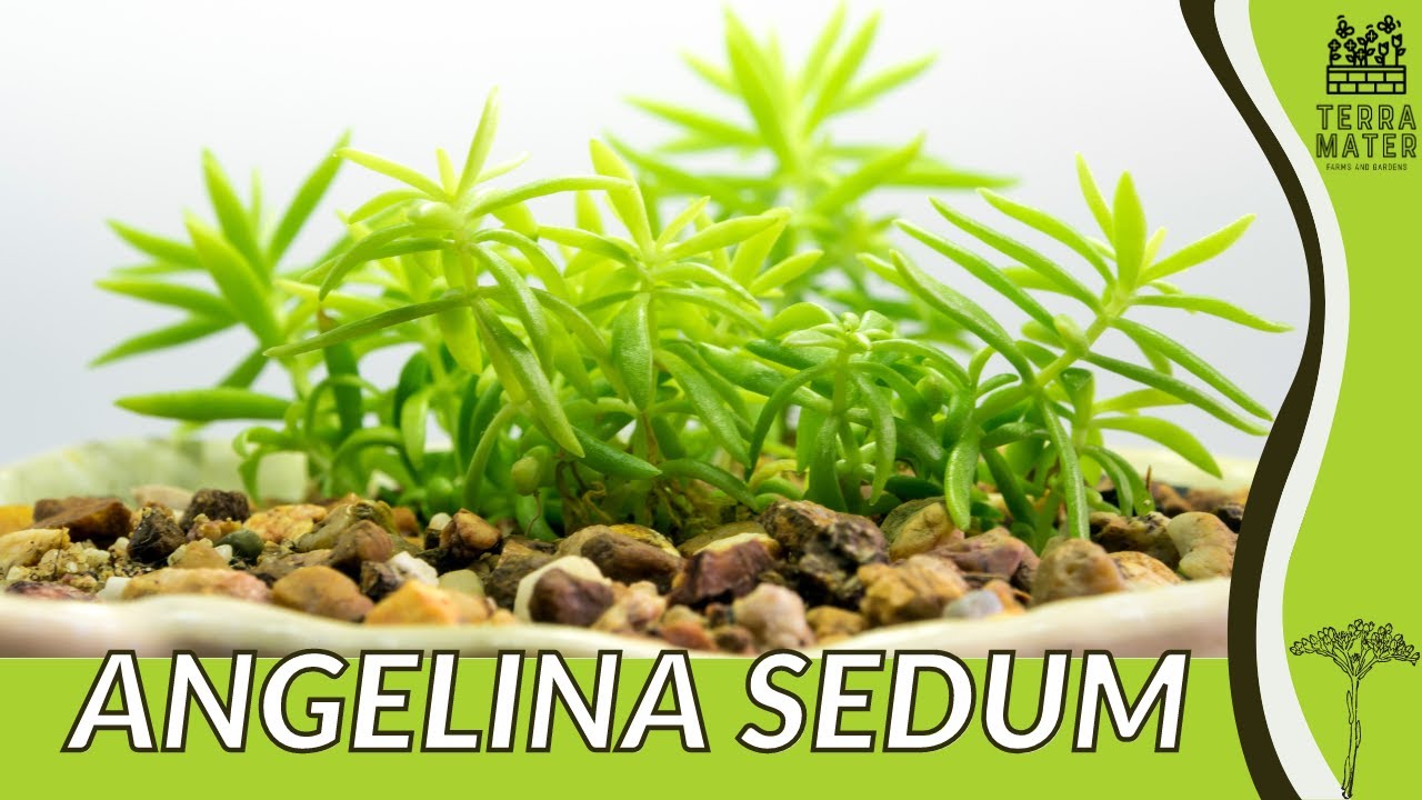 ANGELINA SEDUM Information, Description & More! ( Sedum rupestre 'Angelina' )