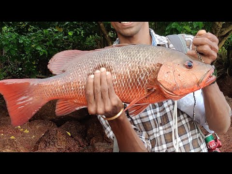 Hooked on big-Snapper: The Ultimate Fishing Adventure