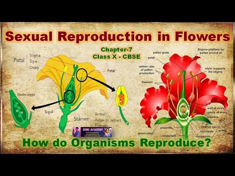 Sexual Reproduction in Plants | How do Organisms Reproduce?| Chap7 | Class X|#biology #cbse #ncert