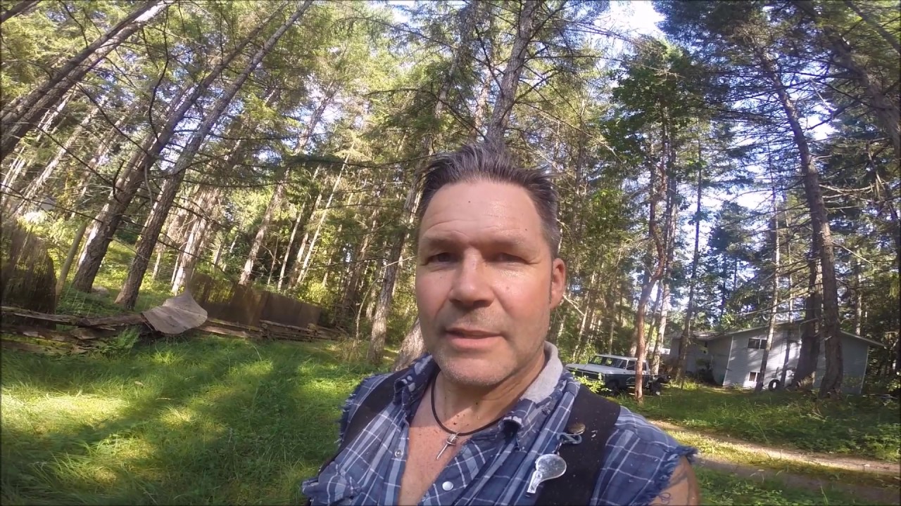 DEAD TREE REMOVAL  PLAN 'B'