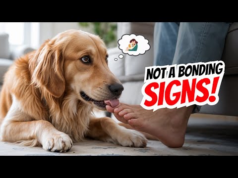If Dogs LICK Your Feet, You Need to Know THIS