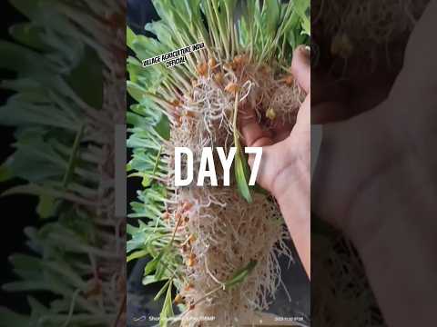 Hydroponic fodder grass for cattle dairy farm #hydroponics