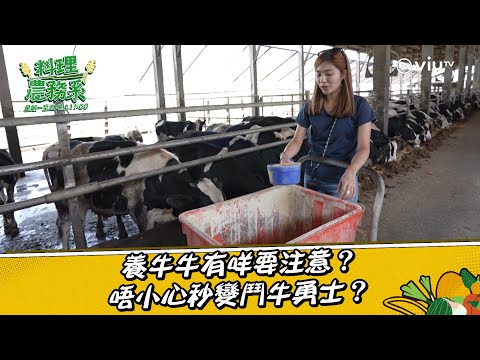 《料理農務系》養牛牛有咩要注意? 唔小心秒變鬥牛勇士?