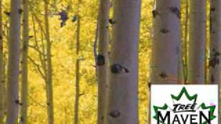 3 Best Tree Services in Winnipeg, MB - Expert Recommendations