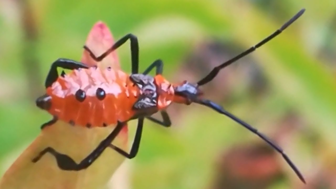 Leaf-footed bug nymph crawling on leaves