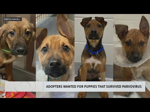 MSCPA looks for adopters of five "lucky" German Shepard puppies