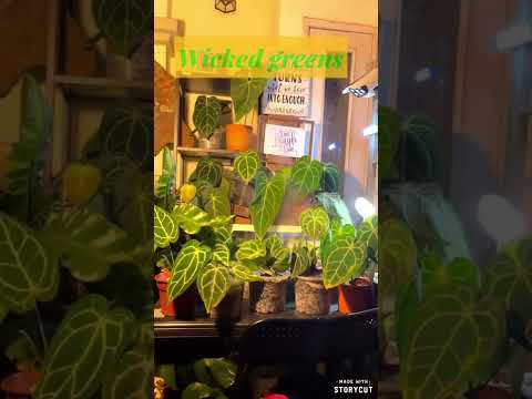 Anthurium collections (Cover page video)
