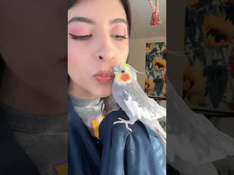 Even the Grumpiest of Birds start singing after a kiss #bird #parrot #cockatiel