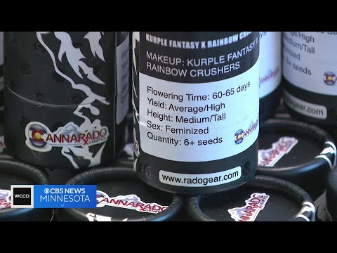 What you need to know about purchasing marijuana seeds in Minnesota