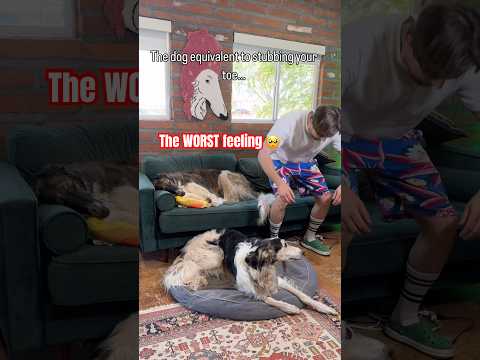 Nothing feels worse (for both parties)#borzoi #funny doglife #unhinged #dogs