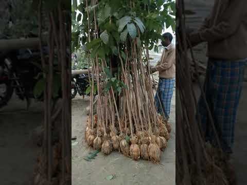 Mahogany Wood - Mahogany Tree Latest Price, Manufacturers & Suppliers