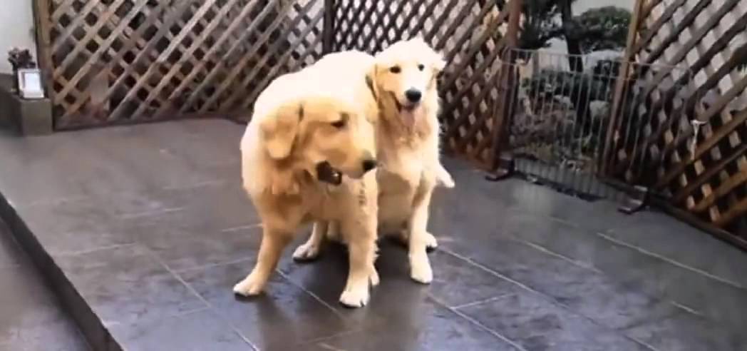 Surprise Retriever! via http://imgur.com/gallery/1SSVsBH Sharpen up Angus Abi