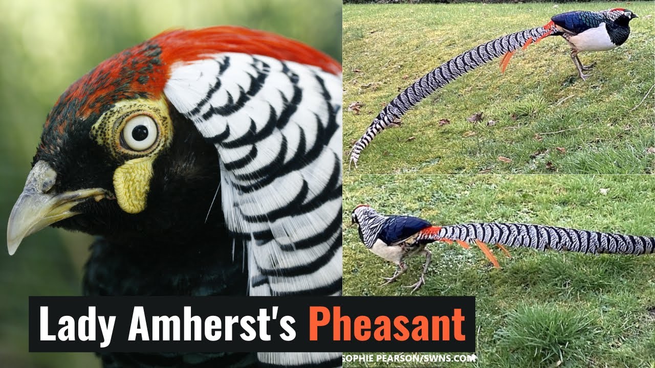 Rare Lady Amherst's Pheasant Found in Scotland