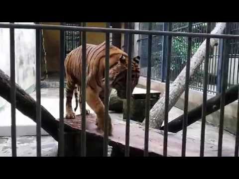 Tiger and Lion - Siantar Zoo, Objek Wisata di Kota Pematang Siantar Sumatera Utara
