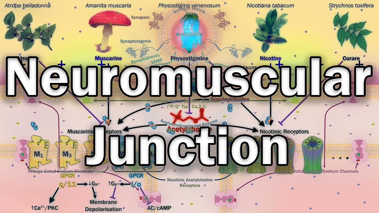 Neuromuscular Junction - Physiology and Pharmacology