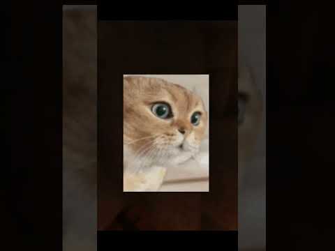 Whitch pill do you choose? 2 #viral #pill #ai #aivoice #cats #funny #memes
