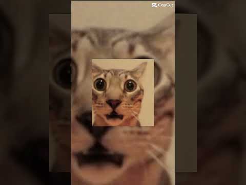 Cat profile pictures #cat