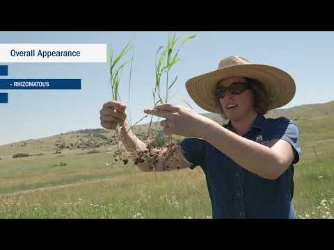Grass Identification Basics