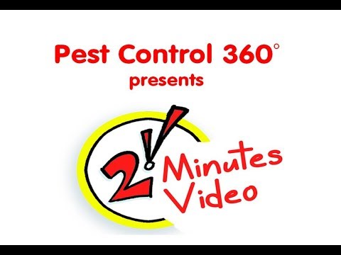 What is Pest?
