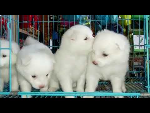 Puppies for sale near JP Nagar| 9844033709| Dog Bazar's the Best puppies for sale in Bangalore