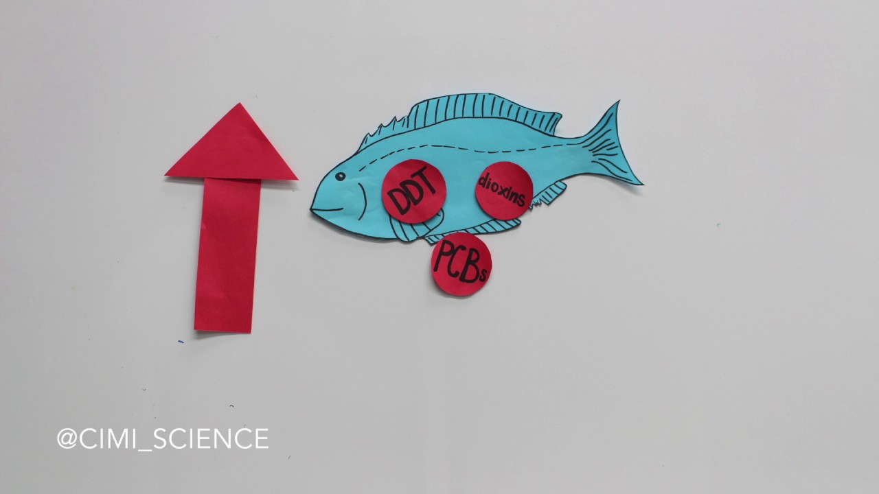 Bioaccumulation & Biomagnification: Increasingly Concentrated Problems!