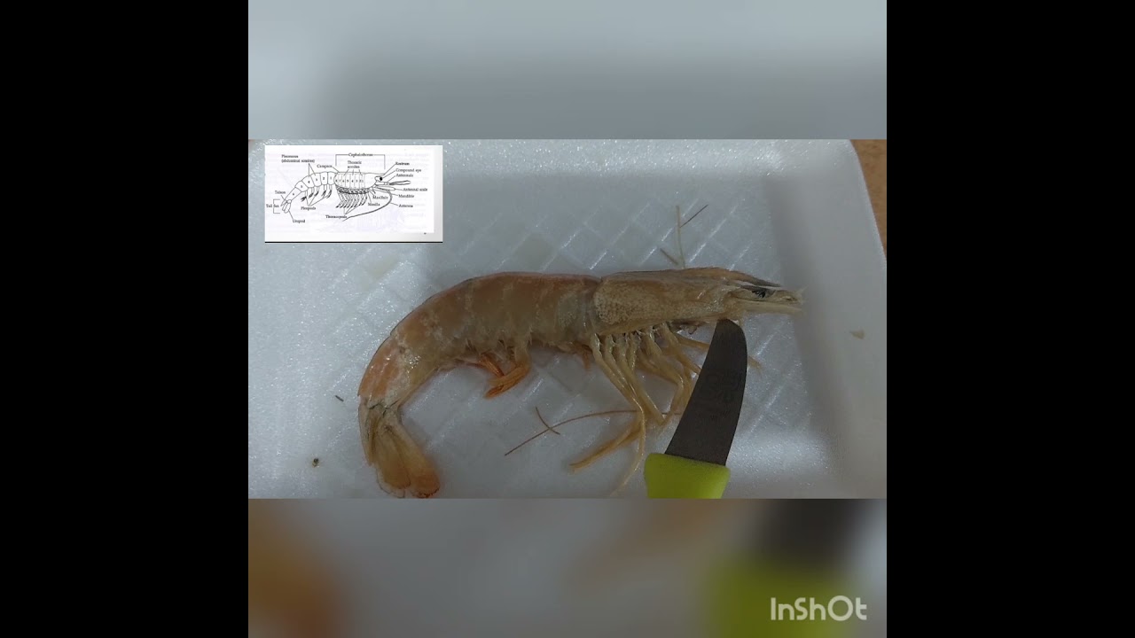 características morfologicas de un crustáceo (eumalacostraca)     examen 3artrópodos