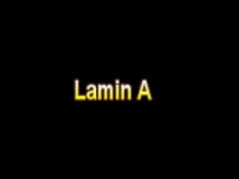 What Is The Definition Of Lamin A - Medical Dictionary Free Online Terms