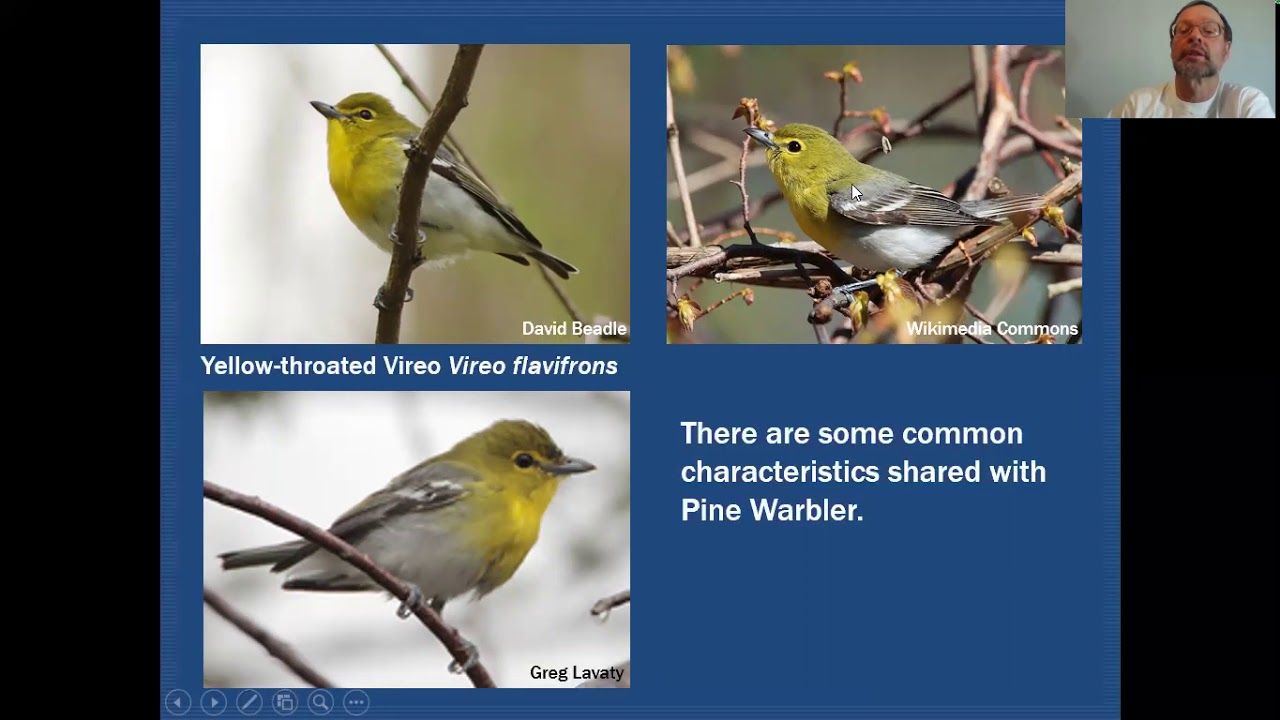 Mini-Tutorial: Pine Warbler vs. Yellow-throated Vireo