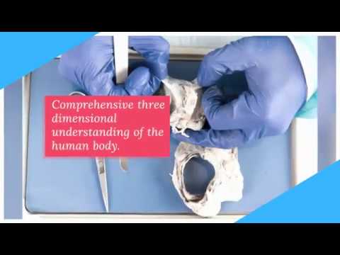 Full Body Dissection Course – 5 Days of Dissection – Idissect.ca ...